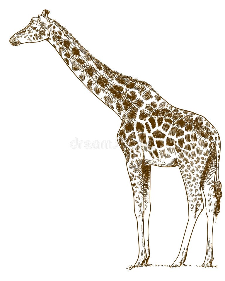 Giraffe Drawing Stock Illustrations – 40,930 Giraffe Drawing Stock ...