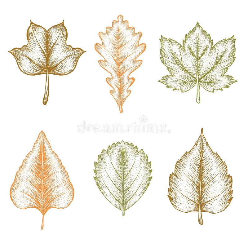 Engraving Hand Drawn Autumn Leaves Collection Vector Illustration Stock ...