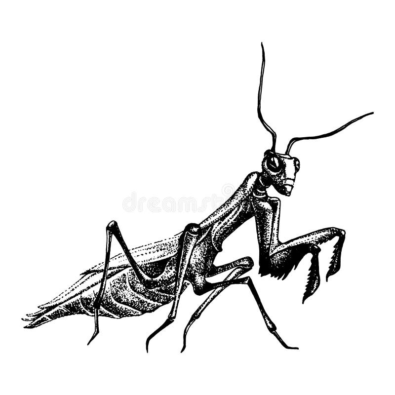 Engraving Hand Drawn Illustration of Praying Mantis Stock Vector ...