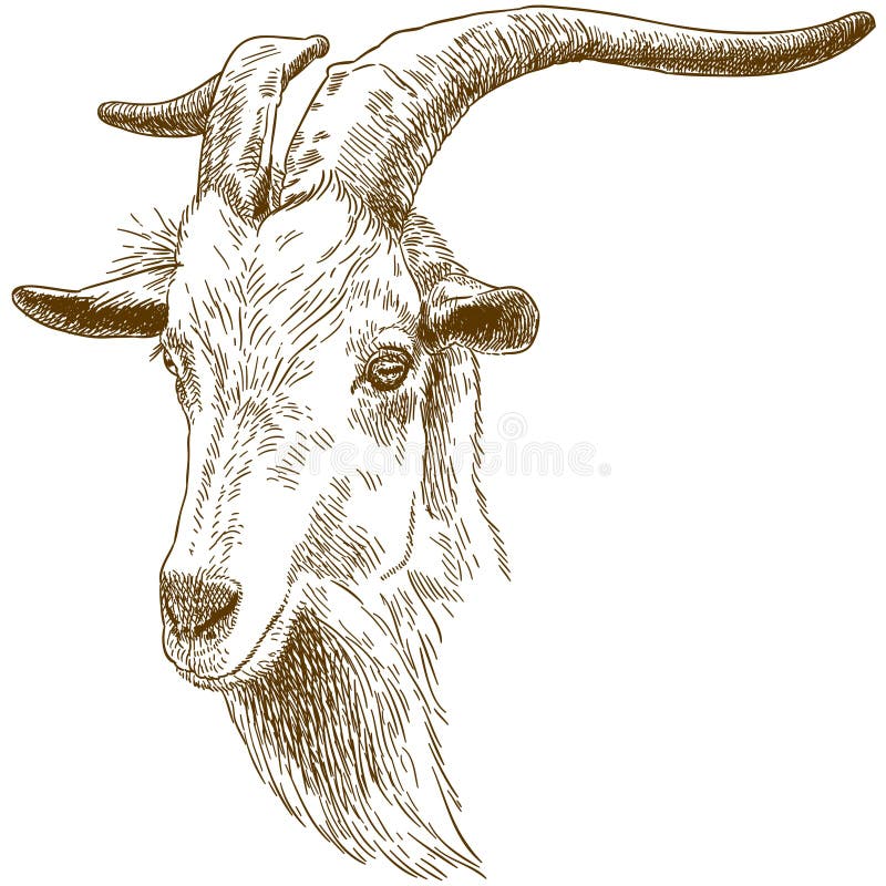 Ibex Head Stock Illustrations – 489 Ibex Head Stock Illustrations ...