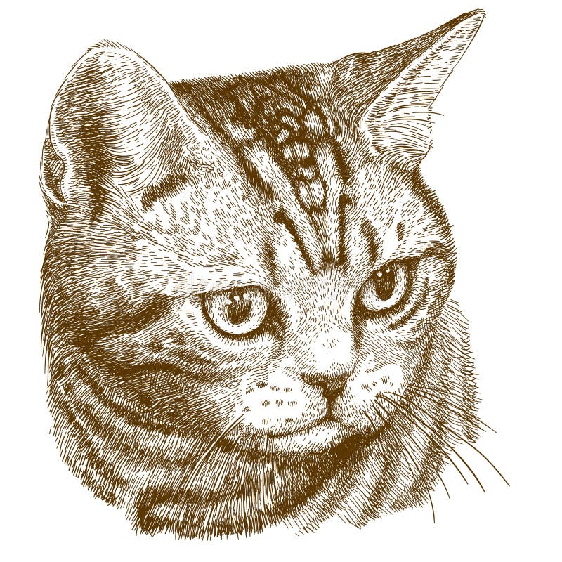 Cat Engraving Stock Illustrations – 6,143 Cat Engraving Stock ...