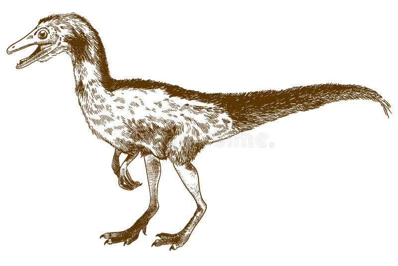 Compsognathus Dinosaur Running - Pencil Drawing Style Stock ...