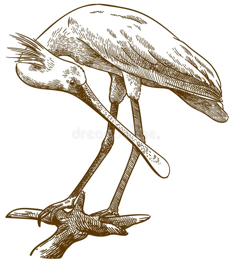Common Spoonbill Stock Illustrations – 9 Common Spoonbill Stock ...