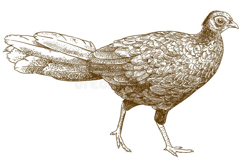 Vector Illustration: Silhouette of Pheasant Isolated on White ...