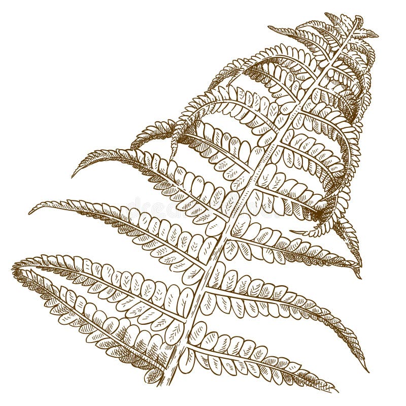 Fern Line Drawing Stock Illustrations – 1,782 Fern Line Drawing Stock ...