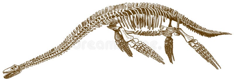 Engraving Illustration of Plesiosaurus Skeleton Stock Vector ...