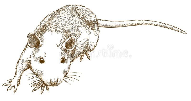 Mus Stock Illustrations – 1,296 Mus Stock Illustrations, Vectors ...