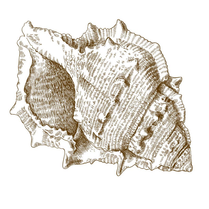 Queen Conch Shell Stock Illustrations – 50 Queen Conch Shell Stock ...