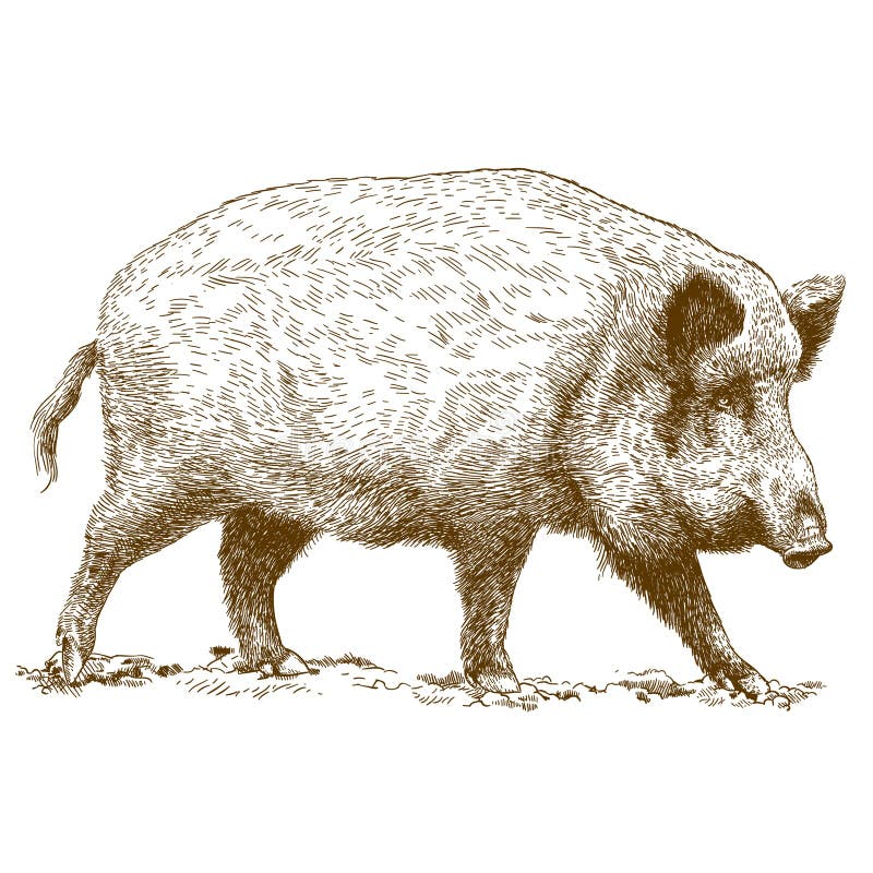 Boar Wild Stock Illustrations – 12,601 Boar Wild Stock Illustrations ...