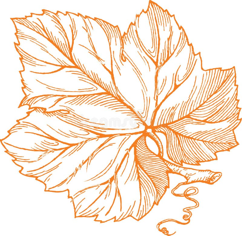 Grape Leaf Drawing