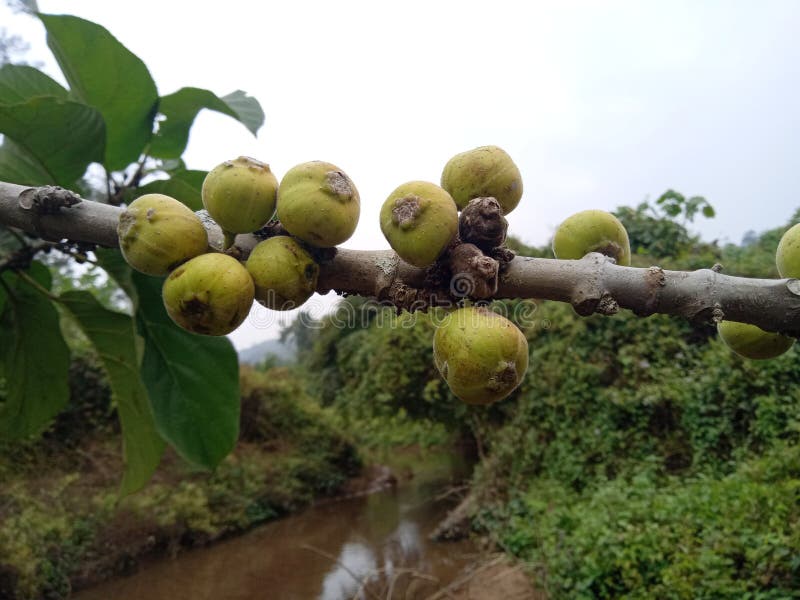 Engthum atha stock image. Image of karbianglong, fruit - 170088453