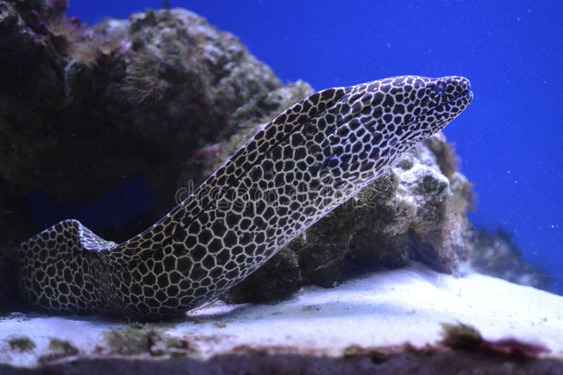 Enguia foto de stock. Imagem de peixes, azul, recife - 45839202