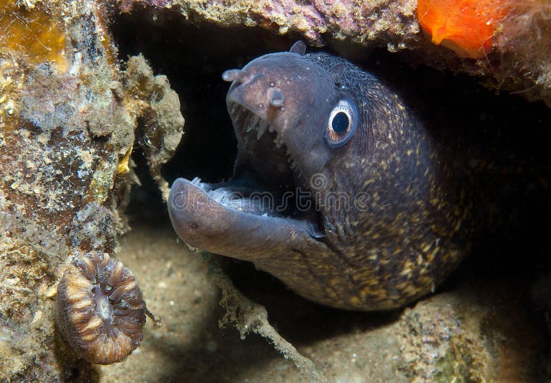 Enguia foto de stock. Imagem de d0, poses, areia, para - 67285130