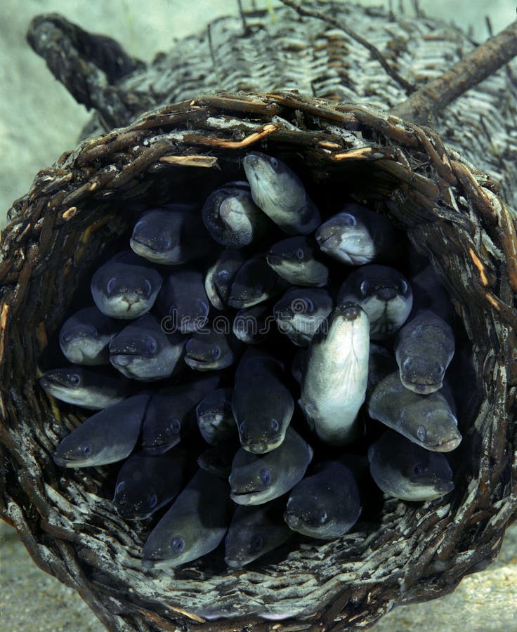 Enguia Comum Ou Enguia Europeia Anguilla Anguilla Foto de Stock ...