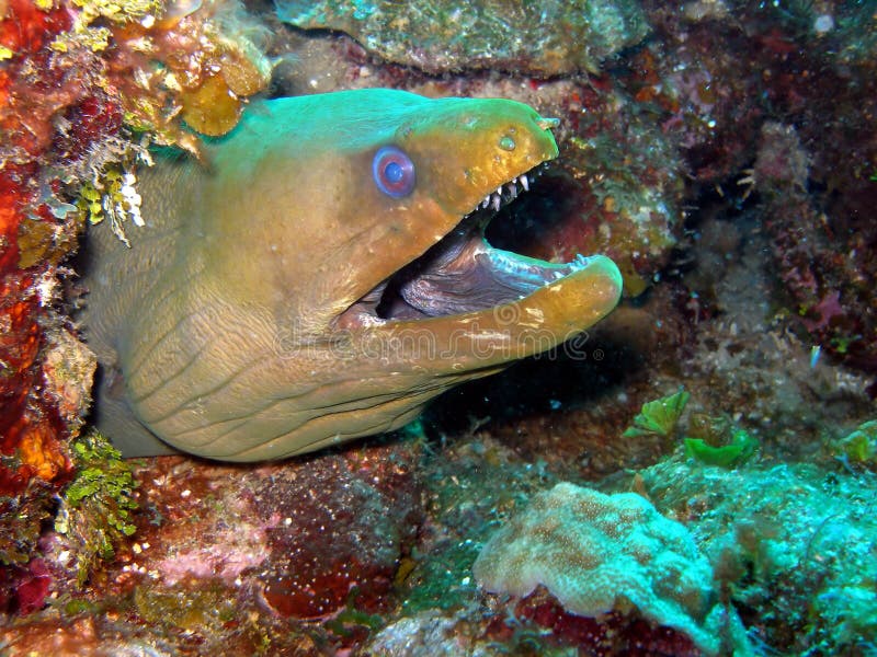 Enguia de Moray verde imagem de stock. Imagem de verde - 17731945