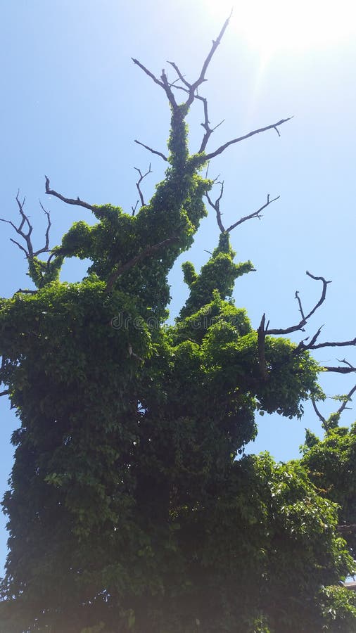 Engulfed stock photo. Image of engulfed, nature, plants - 119725816