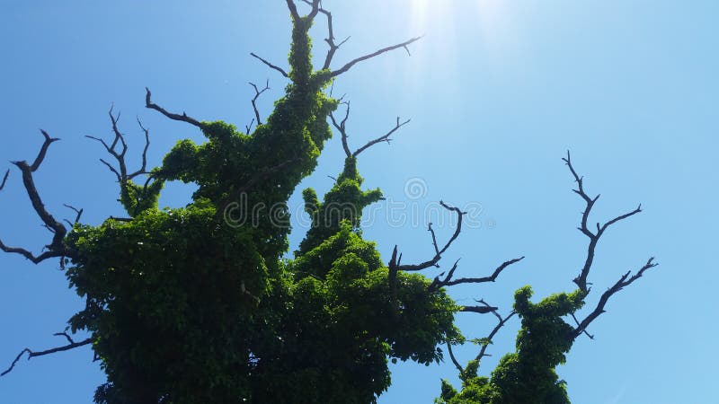 Engulfed stock image. Image of plants, engulfed, dead - 119725821