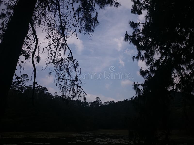 Engulfed stock image. Image of kudai, engulfed, clearing - 84562031