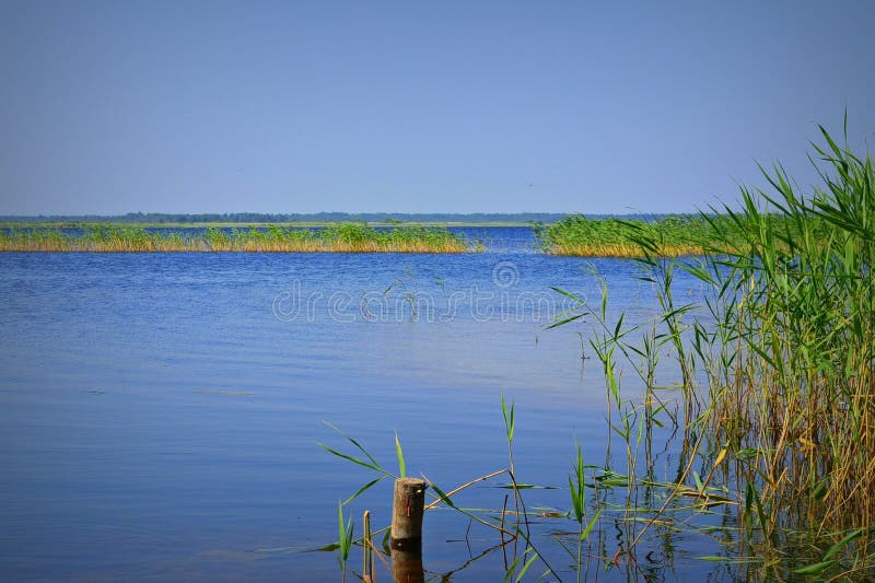 Engure Lake stock photo. Image of outside, latvia, horeses - 80474966