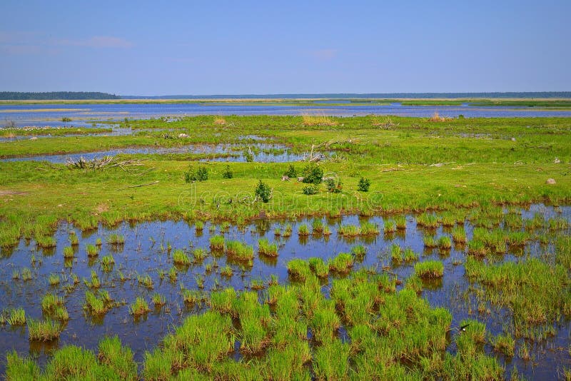 Engure Lake stock photo. Image of natural, herd, park - 80475072