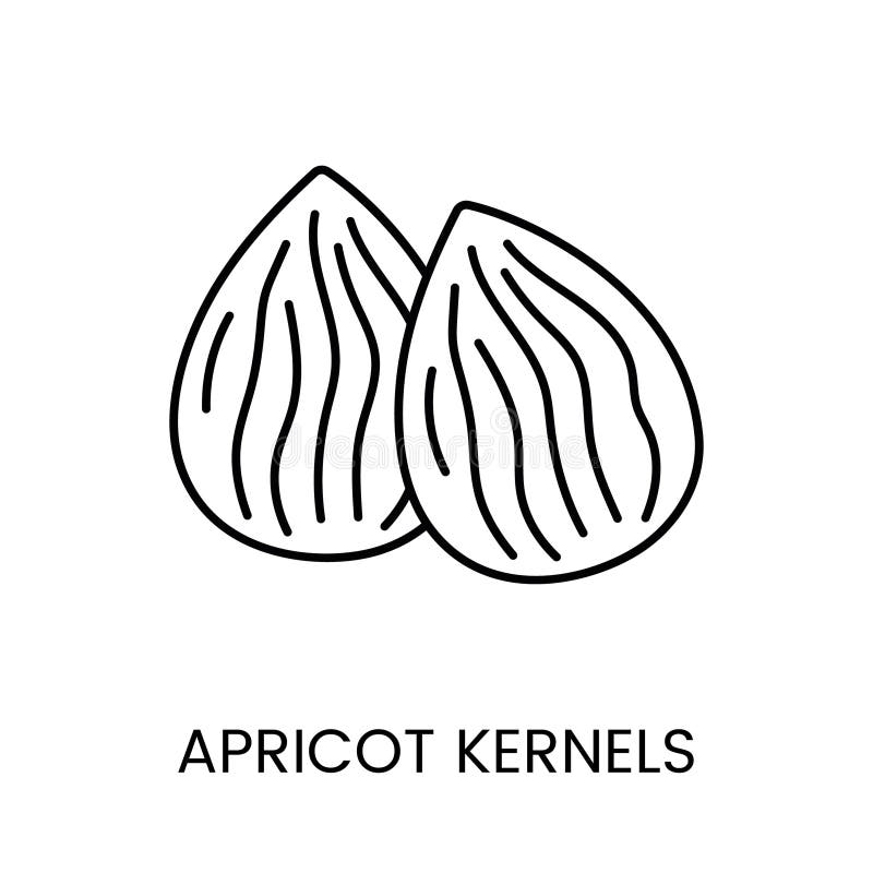 Apricot Kernels Stock Illustrations – 141 Apricot Kernels Stock ...
