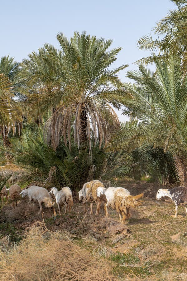A Flock of Sheep Moving through a Saudi Arabian Date Grove Stock Image ...