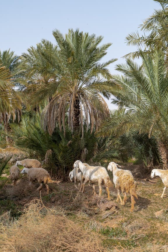 A Flock of Sheep Moving through a Saudi Arabian Date Grove Stock Image ...