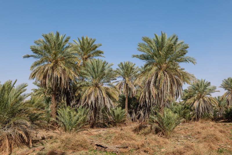 A Large Grove of Date Trees in Rural Saudi Arabia Stock Image - Image ...