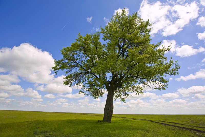 Oude iepboom stock foto. Image of bladeren, boom, wolken - 3194148