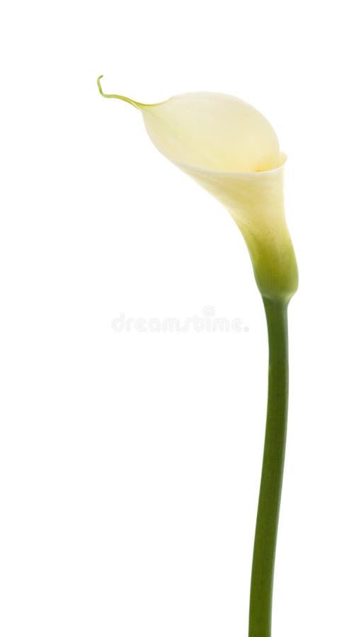 Calla De Enige Bloem Van De Lelie Die Op Wit Wordt Geïsoleerd_ Stock ...