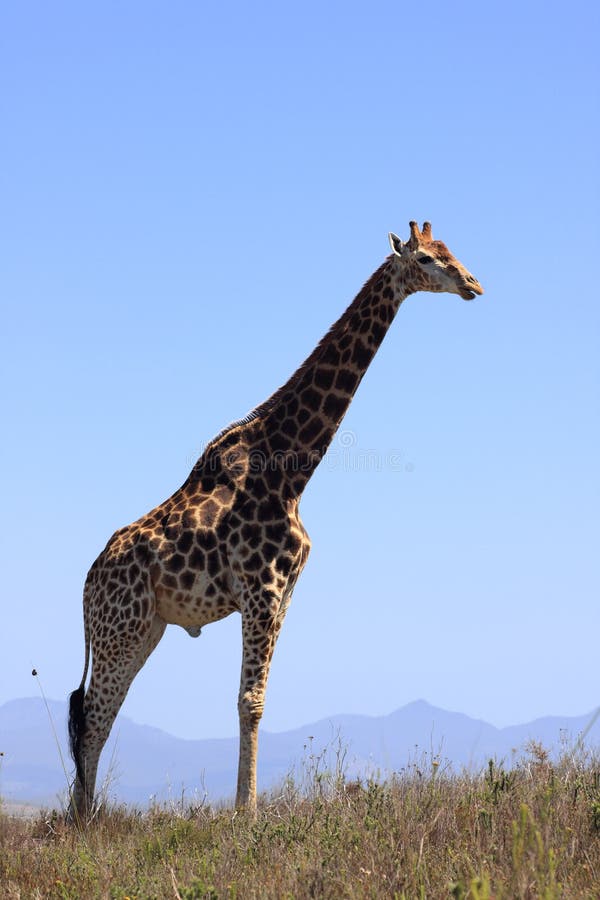 Giraf van de kant stock foto. Image of continenten, safari - 62188522