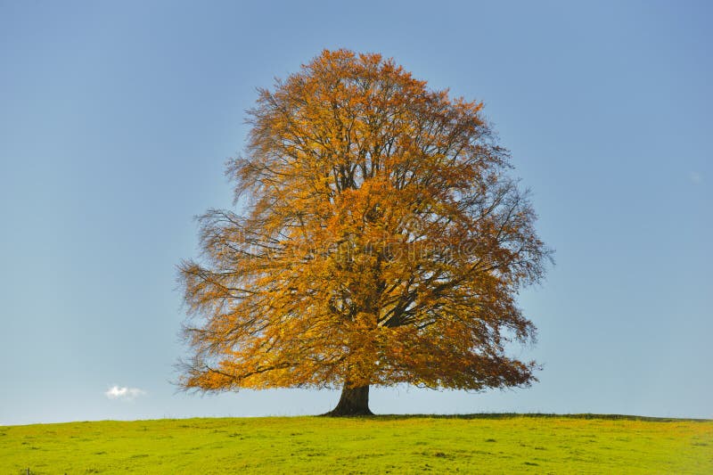 De Boom Van De Beuk In De Herfst Stock Afbeelding - Image of gebieden ...