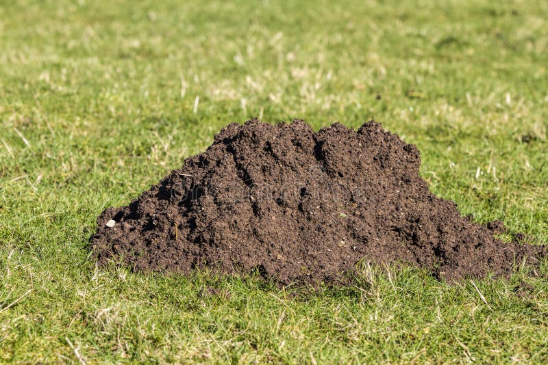 Molshoop stock afbeelding. Image of weiland, vernietiging - 36644599