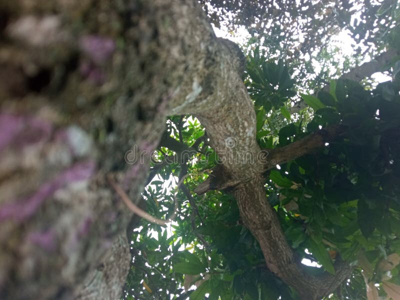 Enigmatic Elevation: Blurred Background of Towering Trees from Below ...