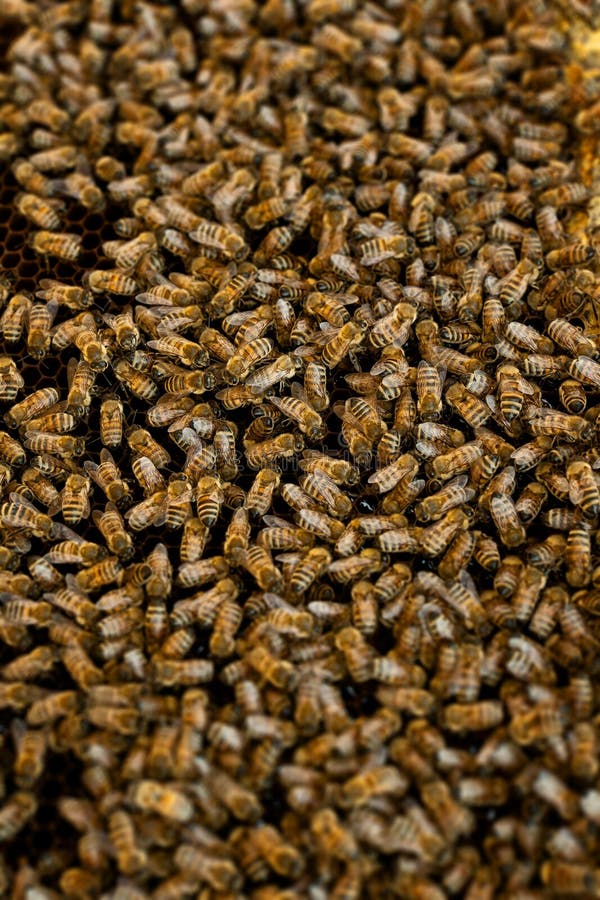 Enjambre foto de archivo. Imagen de beeswax, travieso - 27319548