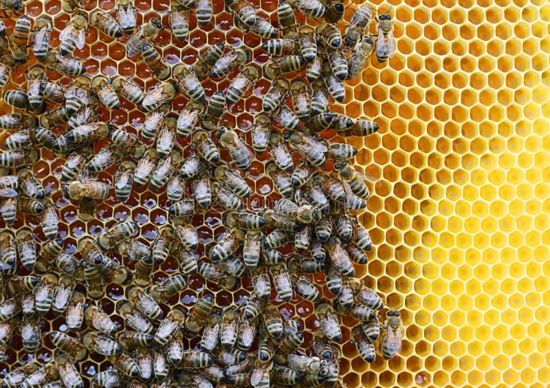 Enjambre imagen de archivo. Imagen de eficacia, abeja - 6046677