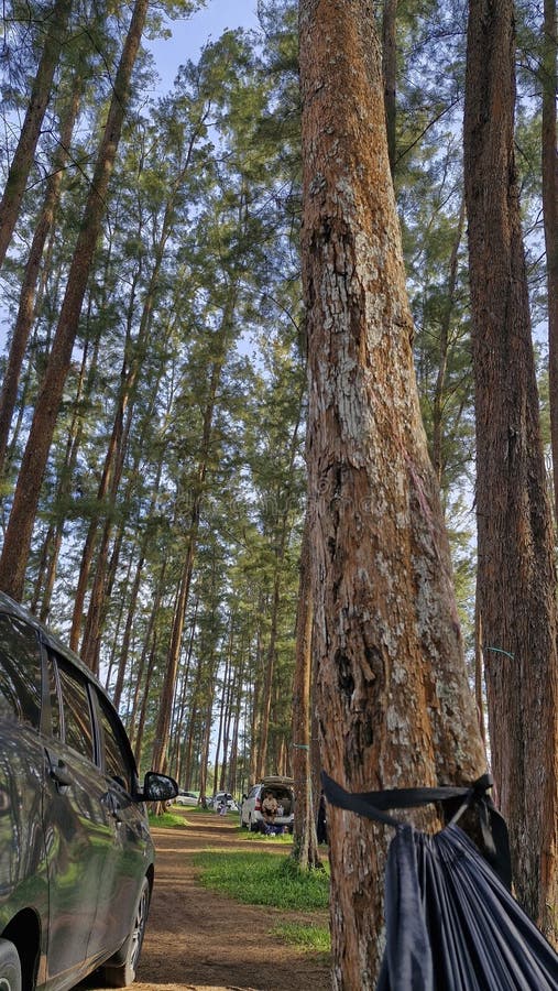 Enjoy the Atmosphere of Pine Trees on the Beach Stock Photo - Image of ...