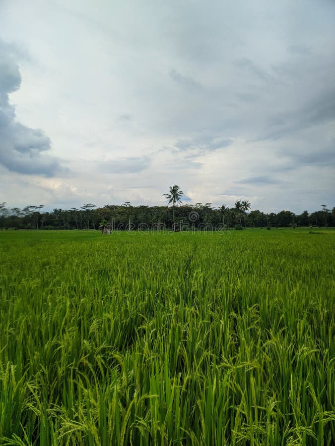 Enjoy the Beautiful View of Green Rice Fields Stock Image - Image of ...