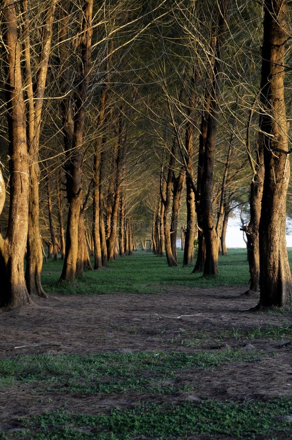 Row of Pine Trees in the Afternoon Stock Image - Image of trees, branch ...