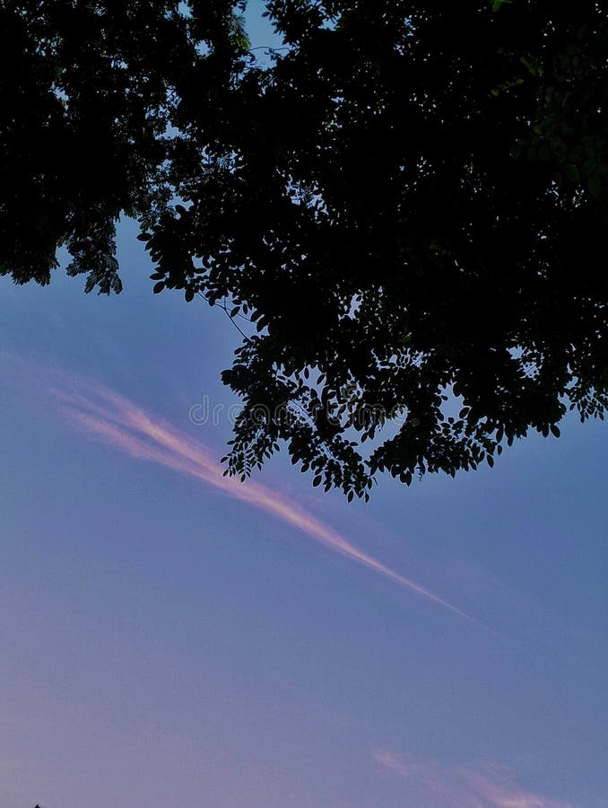 Enjoy the Beauty Under the Tree in the Dawn Sky Stock Image - Image of ...