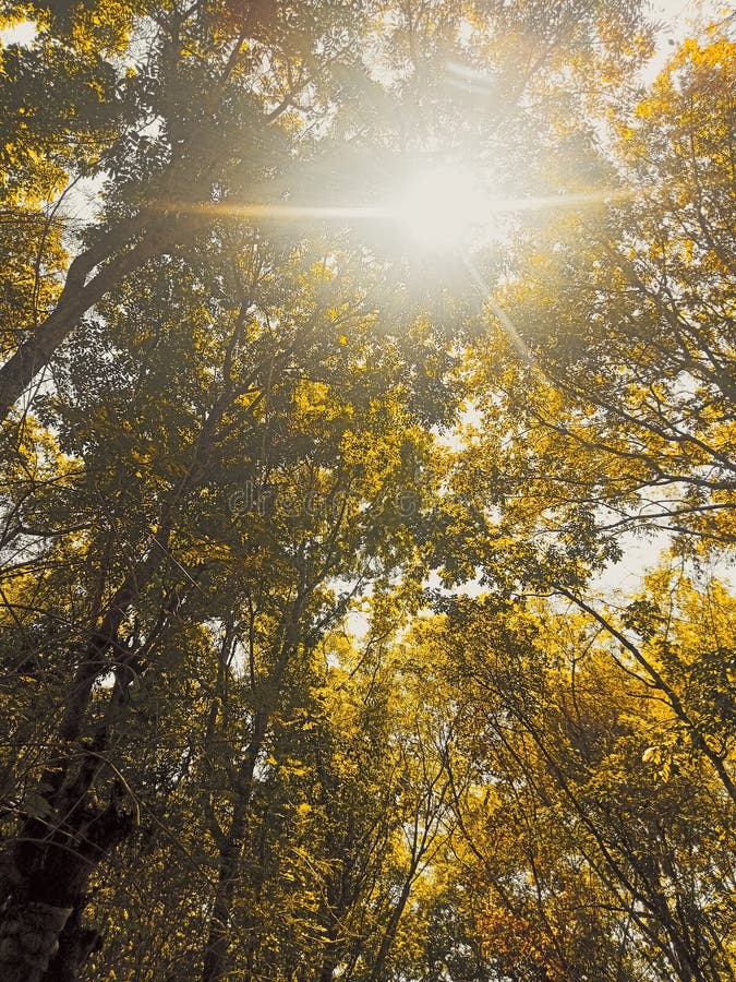 Enjoy the Cool Atmosphere Under the Shade of a Tree with the Sun ...