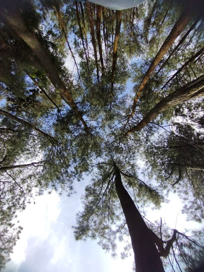 Enjoy the Cool Breeze Under a Shady Tree Stock Photo - Image of tree ...