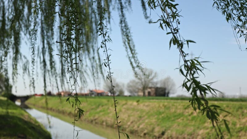 Springtime Serenity: Weeping Willows in Bloom Stock Footage - Video of ...