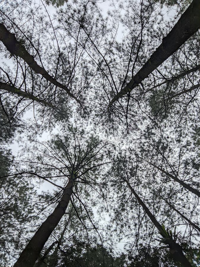 Enjoy the Pine Forest with Fresh Air in the Mountains Stock Image ...