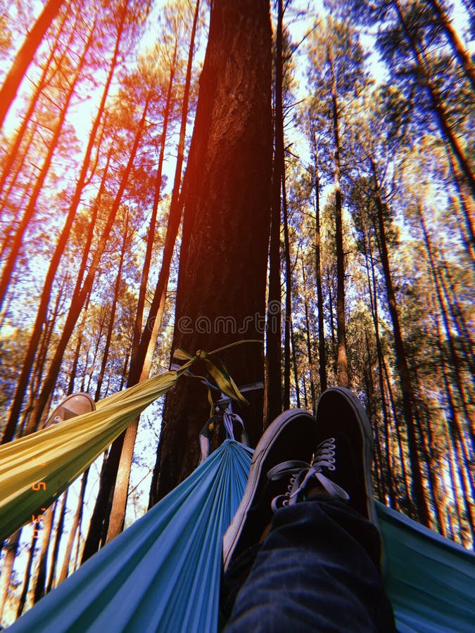 Trees stock image. Image of pine, solitude, forest, enjoy - 226080409