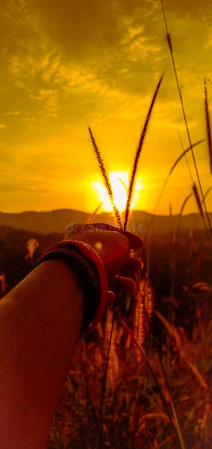 Enjoy the sunset stock photo. Image of night, enjoythemoment - 209816548