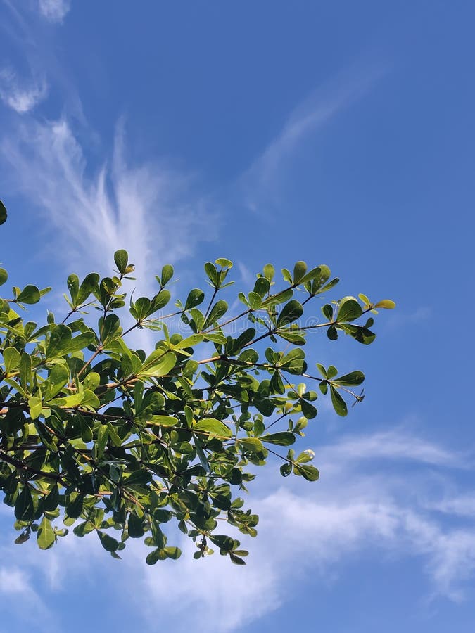 Enjoy the Weather during the Day Under the Tree Stock Image - Image of ...