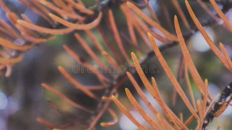 Autumn is a Second Spring when Every Leaf is a Flower. Stock Photo ...