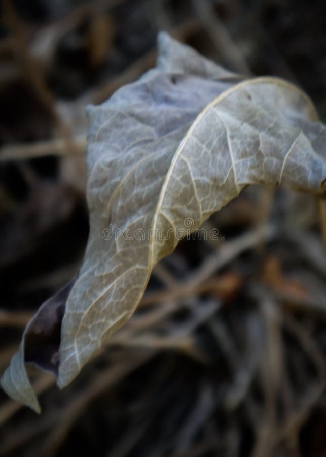 Autumn is a Second Spring when Every Leaf is a Flower. Stock Photo ...