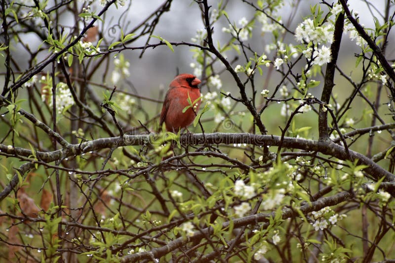 Enjoying a Spring Rain Shower Stock Image - Image of rain, wild: 198887417